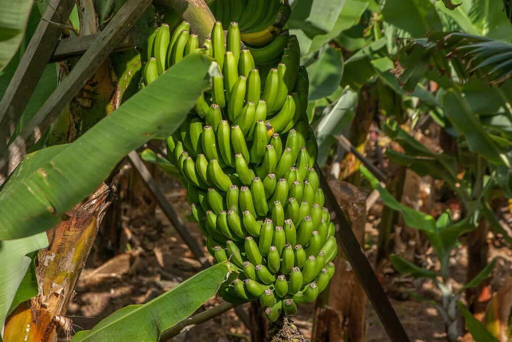Descubra a Banana Grand Naine (Nanica): A Gigante do sabor e da ...